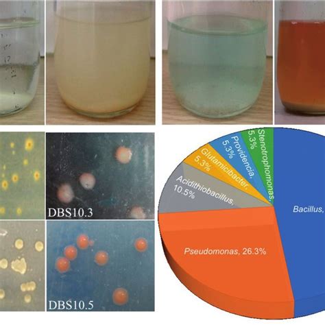 Isolation And Characterization Of Indigenous Bacterial Consortia In