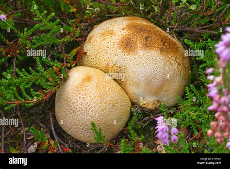 Common Earthball Scleroderma Citrinum Fruiting Bodies On Forest Ground View From Above
