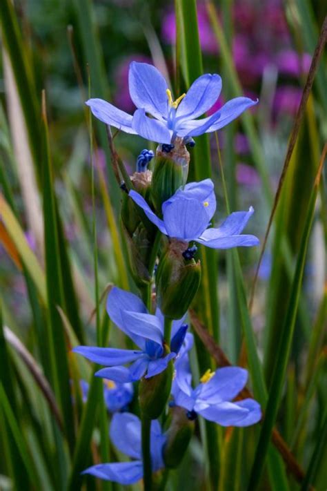 Orthrosanthus Multiflorus Morning Iris