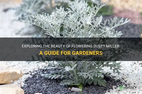 Flowering Dusty Miller Characteristics Care And Landscape Uses Shuncy