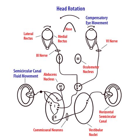 The Vestibular System Noba