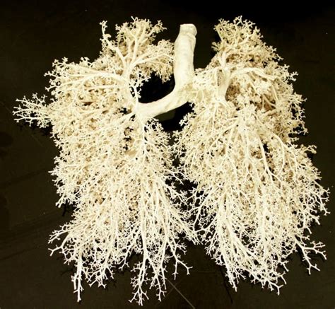 45 Impressive And Surprising Respiratory System Facts Owlcation
