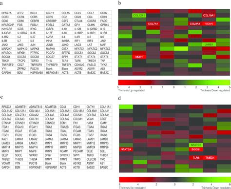 Total Rna Was Isolated From Conjunctival Swabs Of 11 Trichiasis Cases