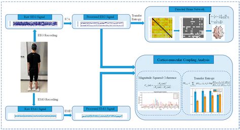 Brain Sciences Free Full Text Analysis Of Cortico Muscular Coupling And Functional Brain