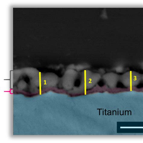 Cross Sectional Sem Micrograph Of A Mao Treated Ti Sample The Titanium