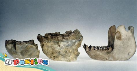 Gigantopithecus Skull