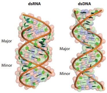 Dsrna Immune Response Creative Diagnostics