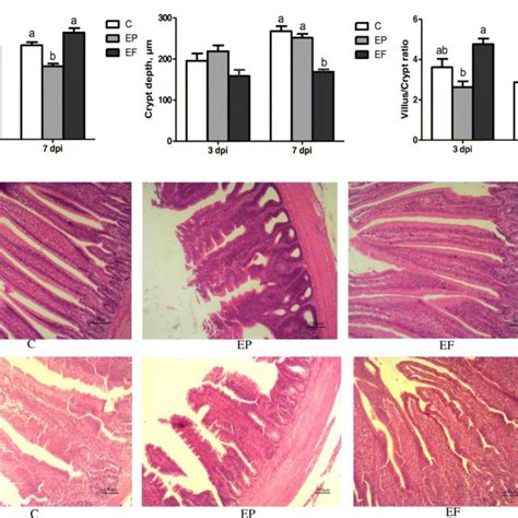 Pdf Effects Of The Dietary Probiotic Enterococcus Faecium Ncimb11181 On The Intestinal