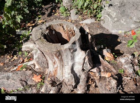 Hollow Tree Stump Hi Res Stock Photography And Images Alamy
