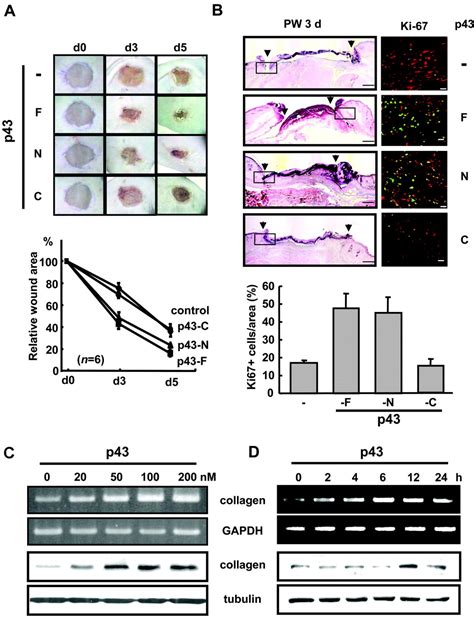The Novel Cytokine P43 Stimulates Dermal Fibroblast Proliferation And