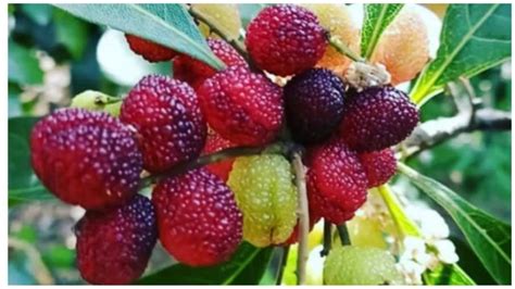 काफल खाने के फायदे Kafal Fruit Benefits In Hindi India Tv Hindi