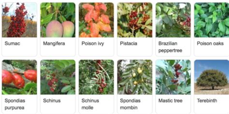 Plant Families Flashcards Quizlet