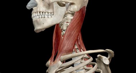 premium photo head rotation lateral movement of the head around its axis