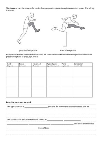 Btec Unit 2 Functional Anatomy Guided Long Questions Teaching Resources