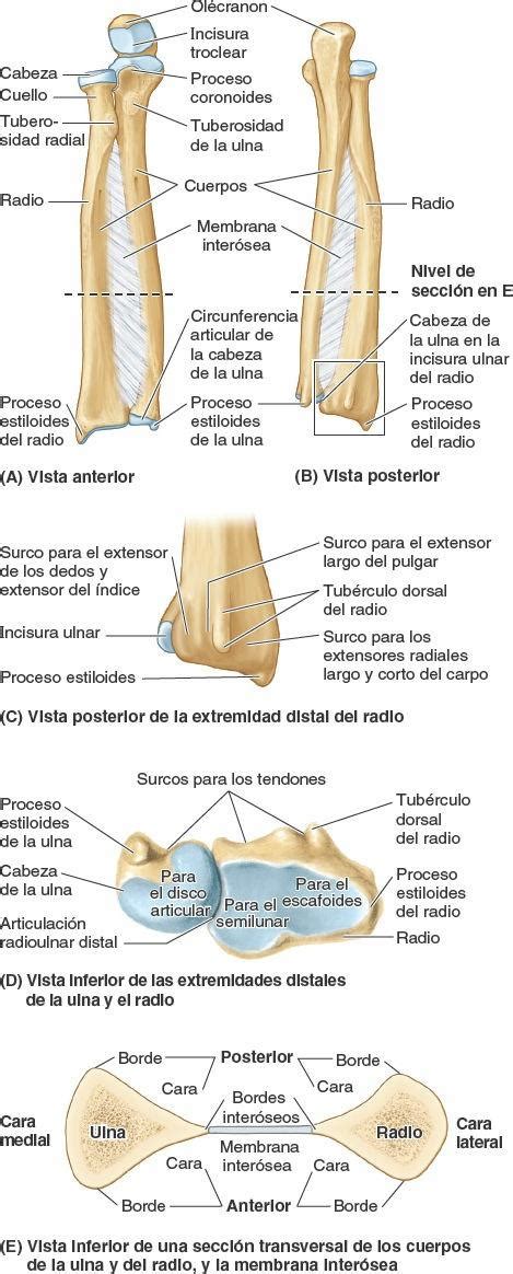 03 Huesos Del Miembro Superior Enfermería