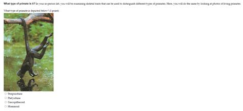 Solved What Type Of Primate Is Depicted Below 1 Point