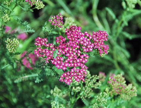 Achillea Millefolium Red Beauty Common Yarrow 1 Achillea… Flickr