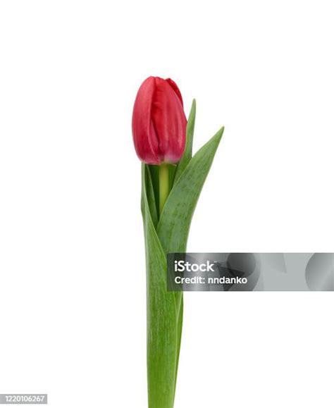 녹색 잎과 흰색 배경에 고립 된 줄기와 하나의 피는 빨간 튤립 0명에 대한 스톡 사진 및 기타 이미지 0명 꽃 나무 꽃 한송이 Istock
