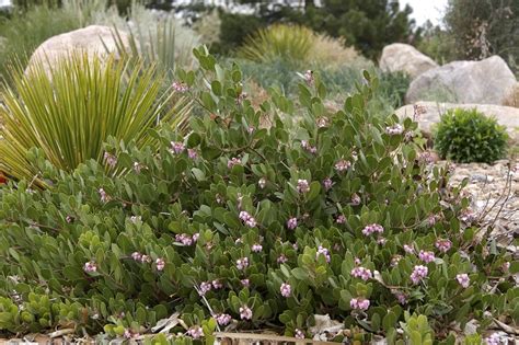 Arctostaphylos X Coloradoensis Panchito Panchito Manzanita City