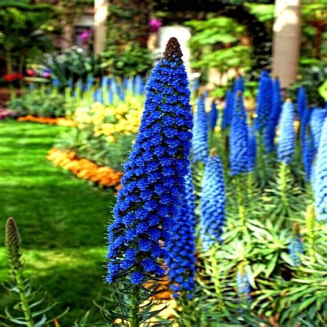 Pride Of Madeira Flower Seeds Echium Fastuosum Blue Tower Of Jewels