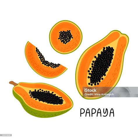 잘 익은 신선한 파파야 과일 반쪽 조각 및 조각의 컬렉션의 벡터 그림 녹색에 대한 스톡 벡터 아트 및 기타 이미지 녹색