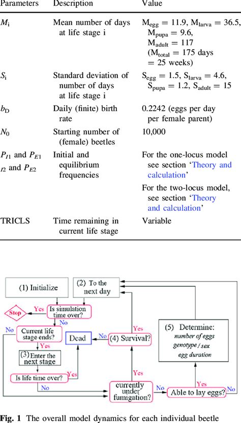 General Parameters For The Two Locus Model Download Table