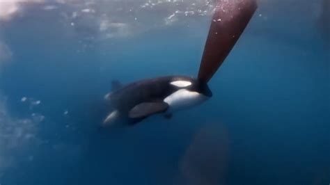 Orcas Interrumpieron Una Regata Cerca De España En Una Nueva Muestra De Su Sorprendente