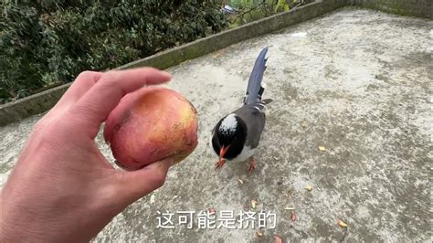 蒙面鸟哥｜救助小鸟的第二天，它开始挑食了 Youtube