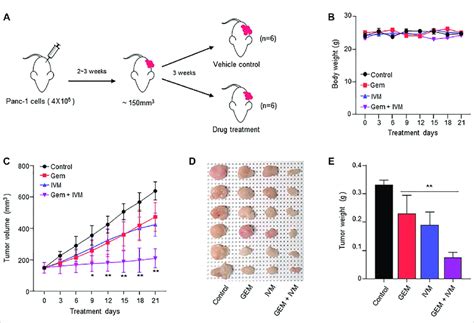 Combination Of Ivermectin And Gemcitabine Synergistically Inhibits The