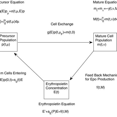 Schematic Of The Erythropoiesis Model Download Scientific Diagram