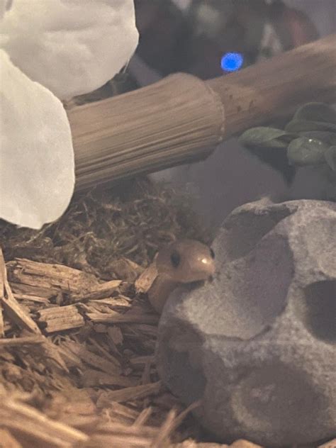 Difference Between Boelens Python And Dalbertis Python Rsnakes