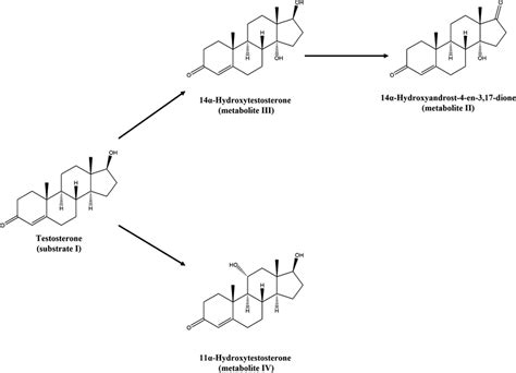The Proposed Biotransformation Pathway Of Testosterone Into