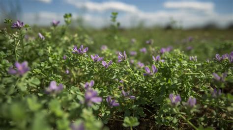 메디카고 배경 일러스트 메디카고 사진 및 배경 화면 무료 다운로드 Pngtree