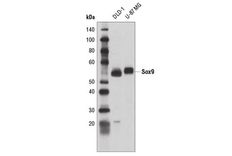 Sox9 Antibody Cell Signaling Technology