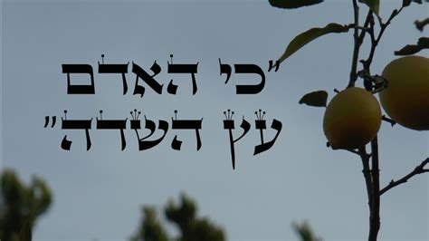 אדיר איתן כי האדם עץ השדה הכנה לטו בשבט 1 Youtube