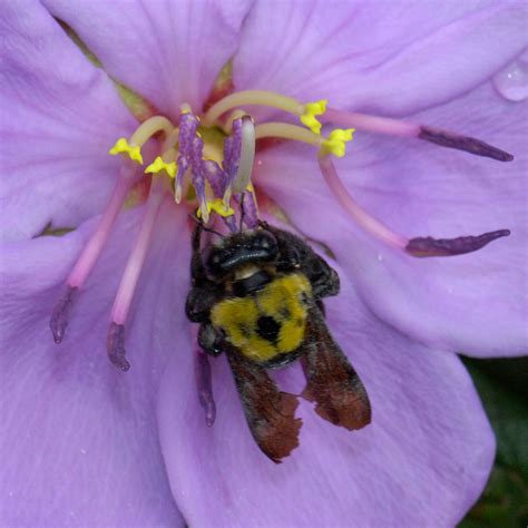 Bob The Beeman Information On Australian Native Stingless Bees