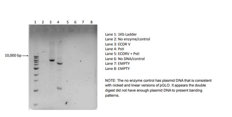 Solved 1 A Predict From The Pglo Plasmid Map The Number And