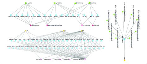 The Protein Enzymetransporter Metabolite Network Analysis Of Download Scientific Diagram