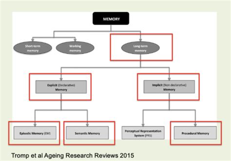 Concepts Categories And Memory Flashcards Quizlet