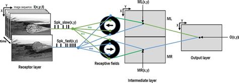 Snn Structure Proposed For Motion Detection Download Scientific Diagram