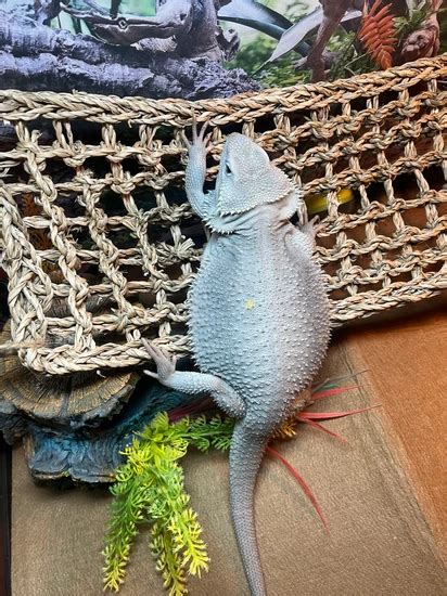 Zero Bearded Dragon Central Bearded Dragon By Zaysexoticz