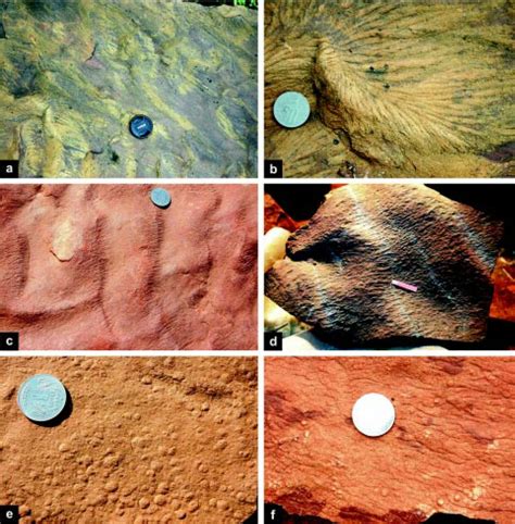 A Set Of Microbially Induced Sedimentary Structures Miss From The Download Scientific Diagram