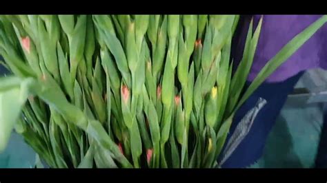 라스 핑크 생화 꽃집 꽃집창업 꽃값 온라인꽃시장 온라인꽃도매 인터넷꽃시장 인터넷꽃도매 서울꽃시장 꽃농장 꽃배송 생화배송 생화도매 생화택배 꽃배달 생화배달 생화주문 생화부케