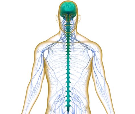Schema Del Sistema Nervoso Centrale Cervello Le Basi Neurofisiologiche