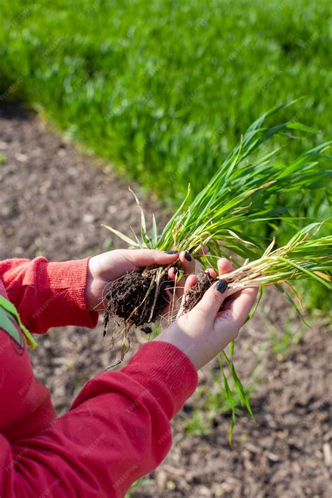 Premium Photo A Girl Farmer Examines The Root System Of A Bunch Of