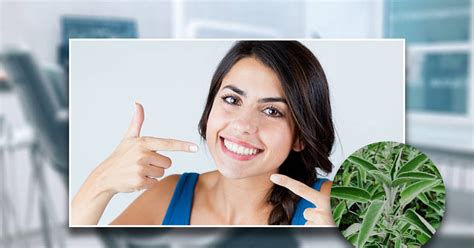La Poderosa Hierba Que Ayuda A Mantener Los Dientes Blancos Y Limpios
