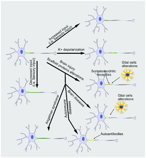 Axon Initial Segment Plasticity In Response To Intrinsic And Extrinsic