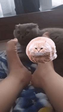 Feet Cat  Feet Cat Discover And Share S