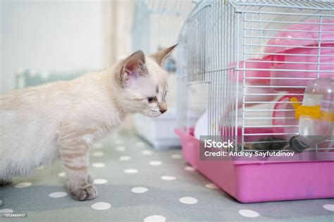 작은 흰색 네브스키 가면 새끼 고양이가 Jungar 햄스터와 놀고 있다 햄스터에 대한 스톡 사진 및 기타 이미지 햄스터