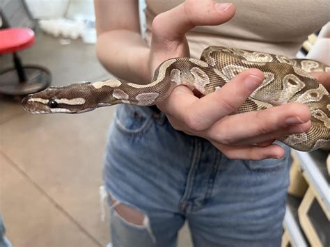 My New Girl Rballpython